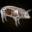 Pig Anatomy Heart 3d Model