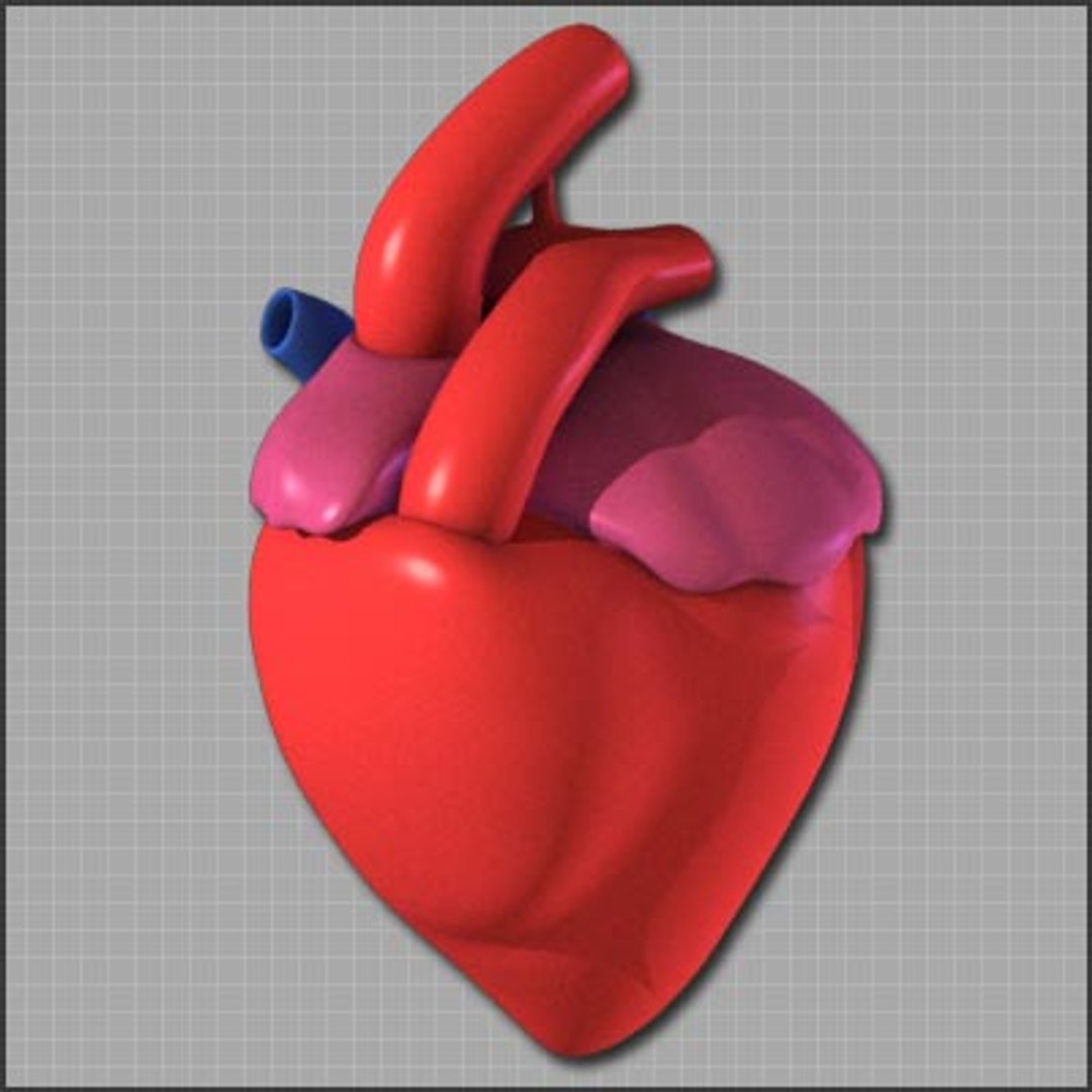Pig Anatomy Heart 3d Model