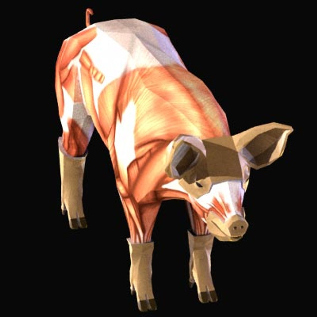 Pig Anatomy Heart 3d Model