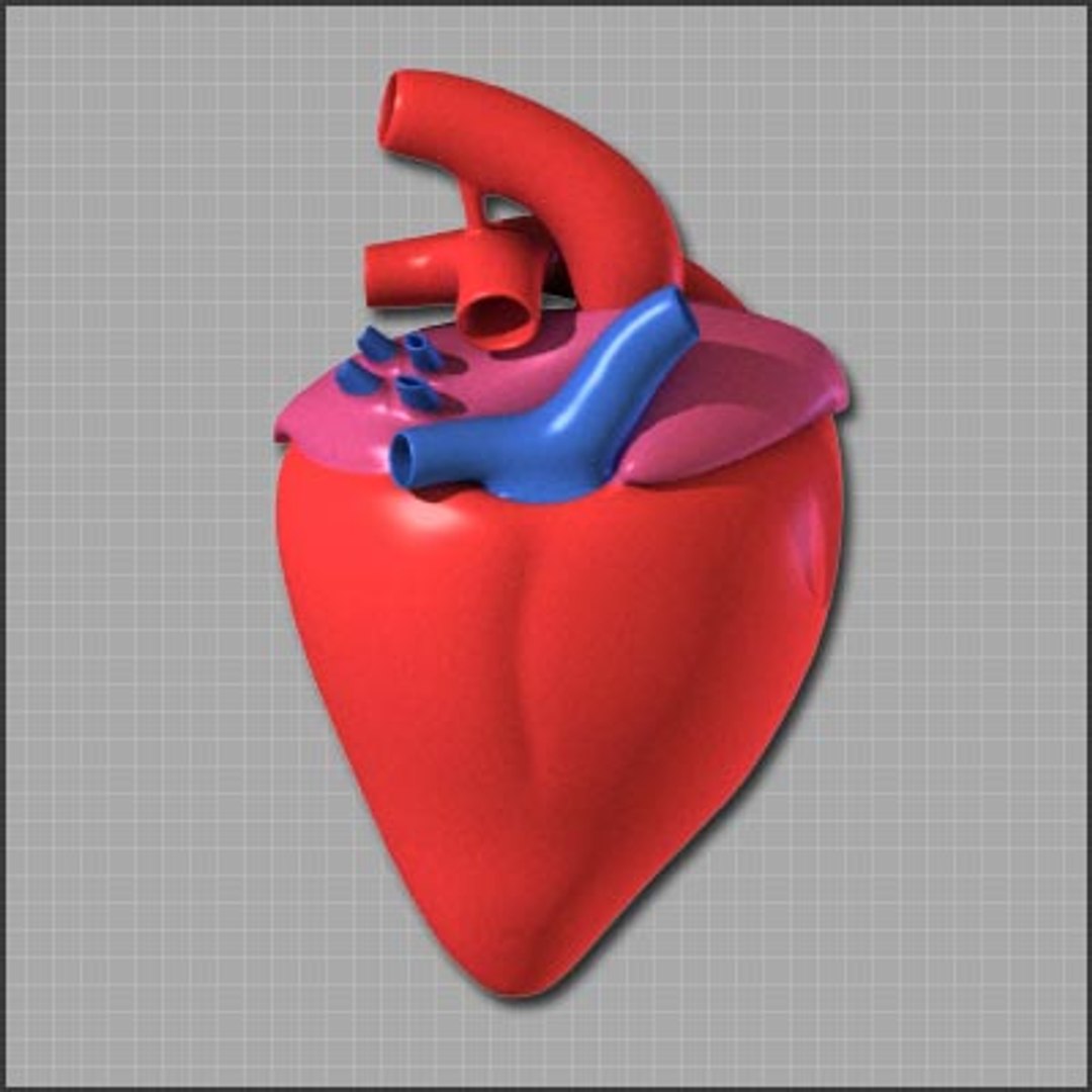 Pig Anatomy Heart 3d Model