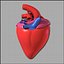 Pig Anatomy Heart 3d Model