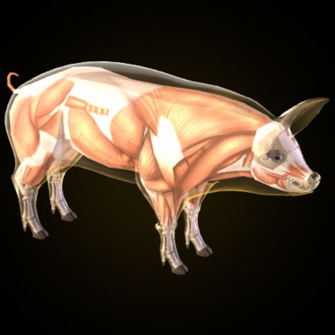 Pig Anatomy Heart 3d Model