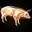 Pig Anatomy Heart 3d Model