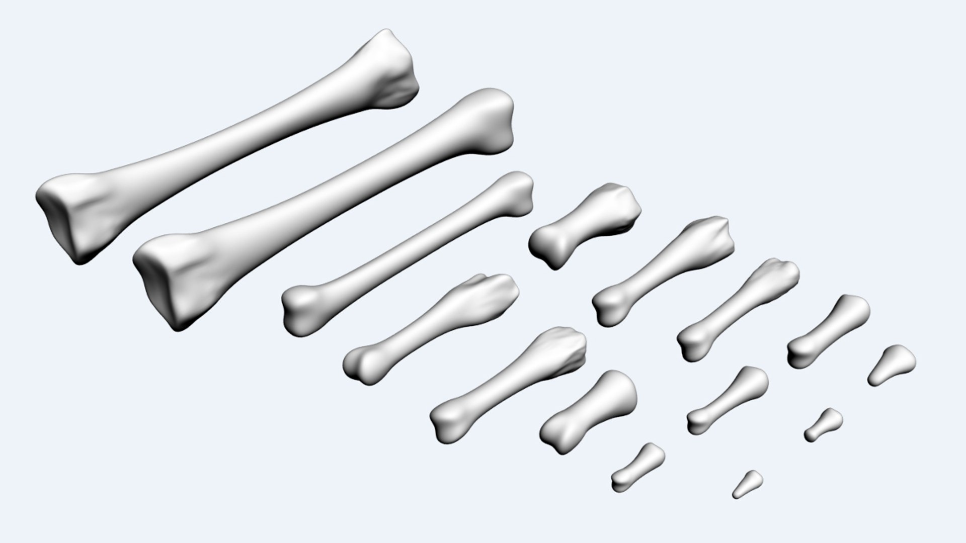 3D Set Simple Bones - TurboSquid 1533576