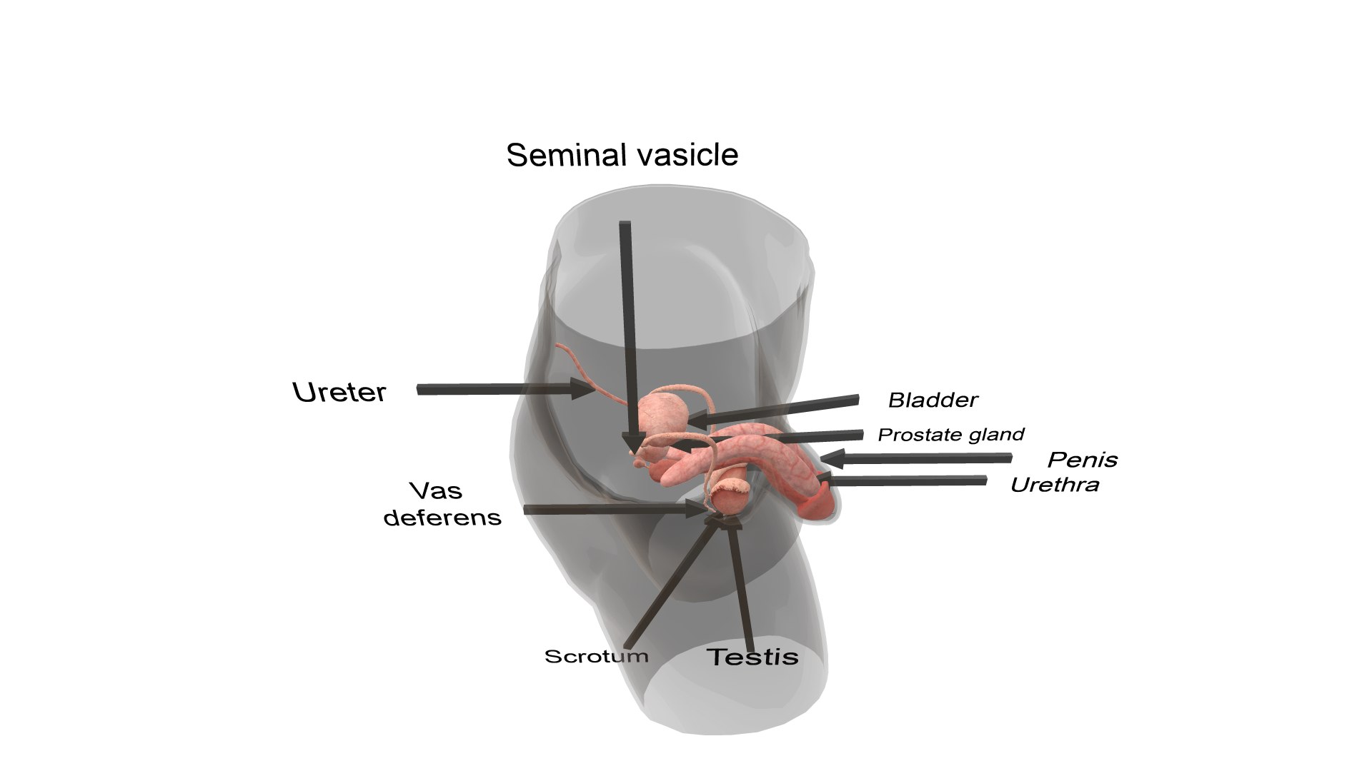 Male Body Parts Model - TurboSquid 2140398