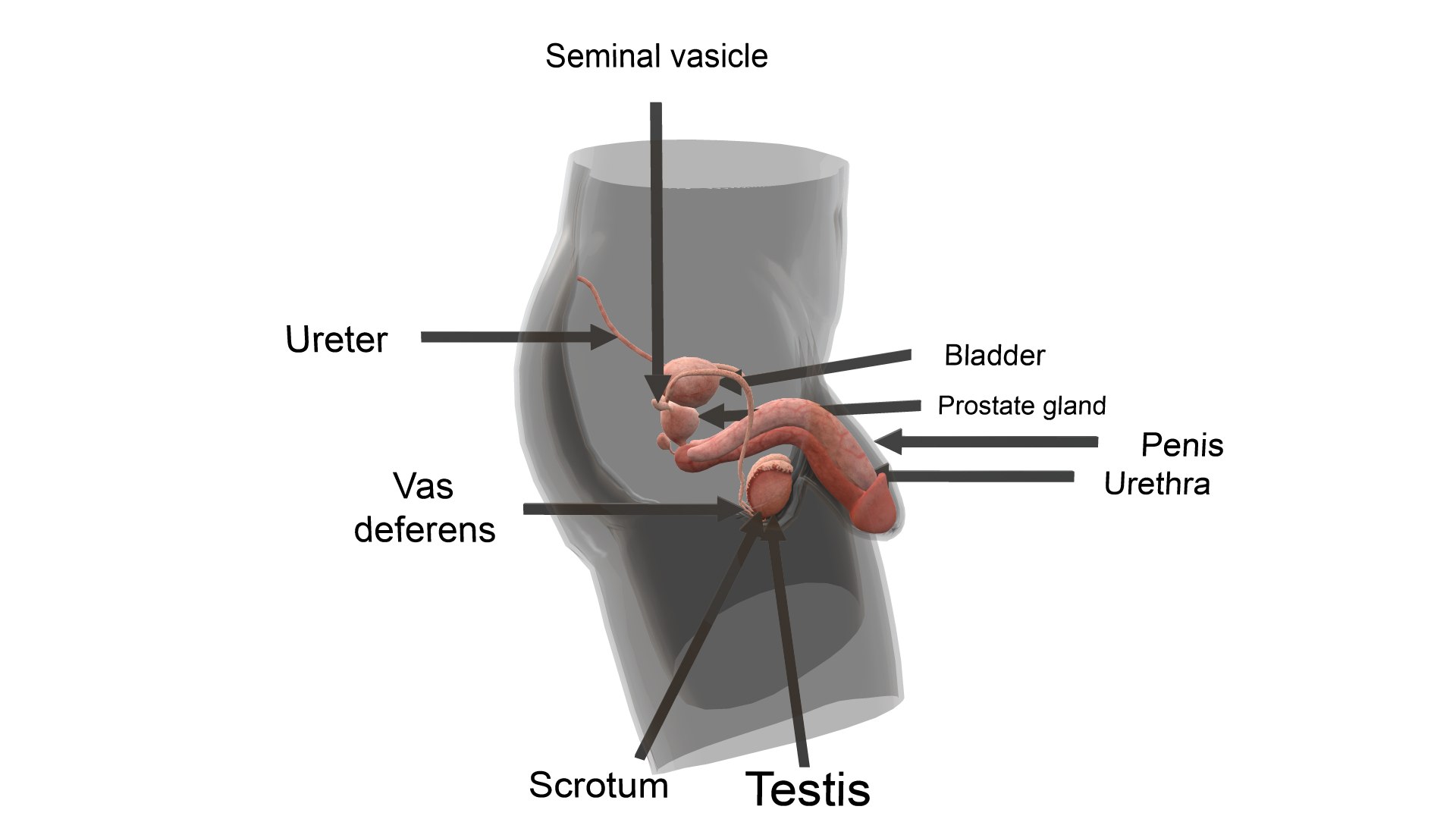 Male Body Parts Model - TurboSquid 2140398