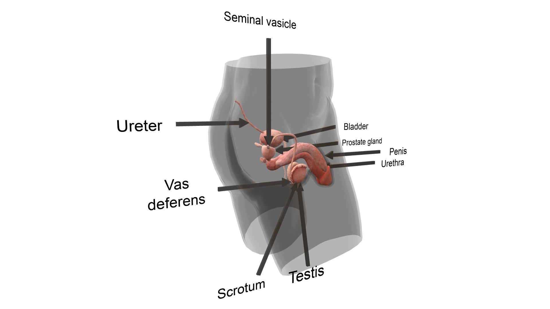 Male Body Parts Model - TurboSquid 2140398