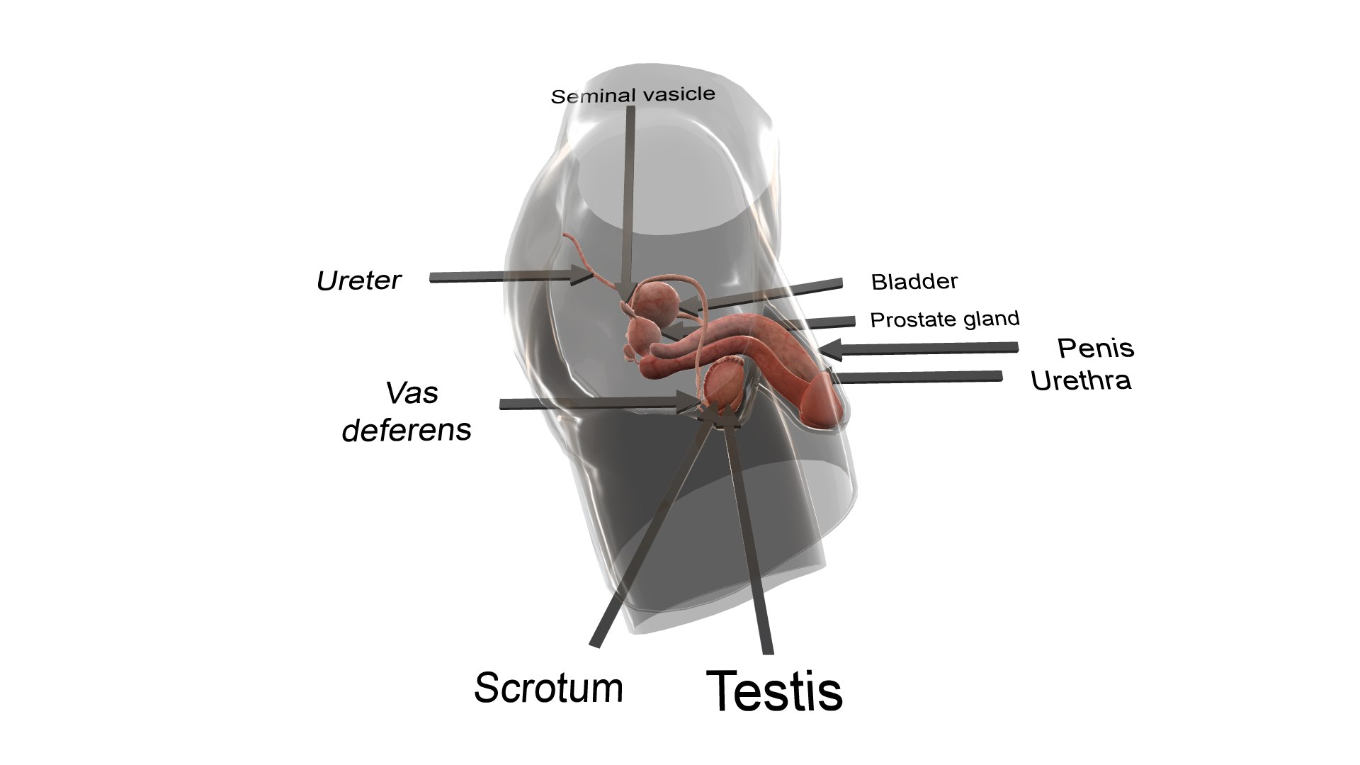Male Body Parts Model - TurboSquid 2140398