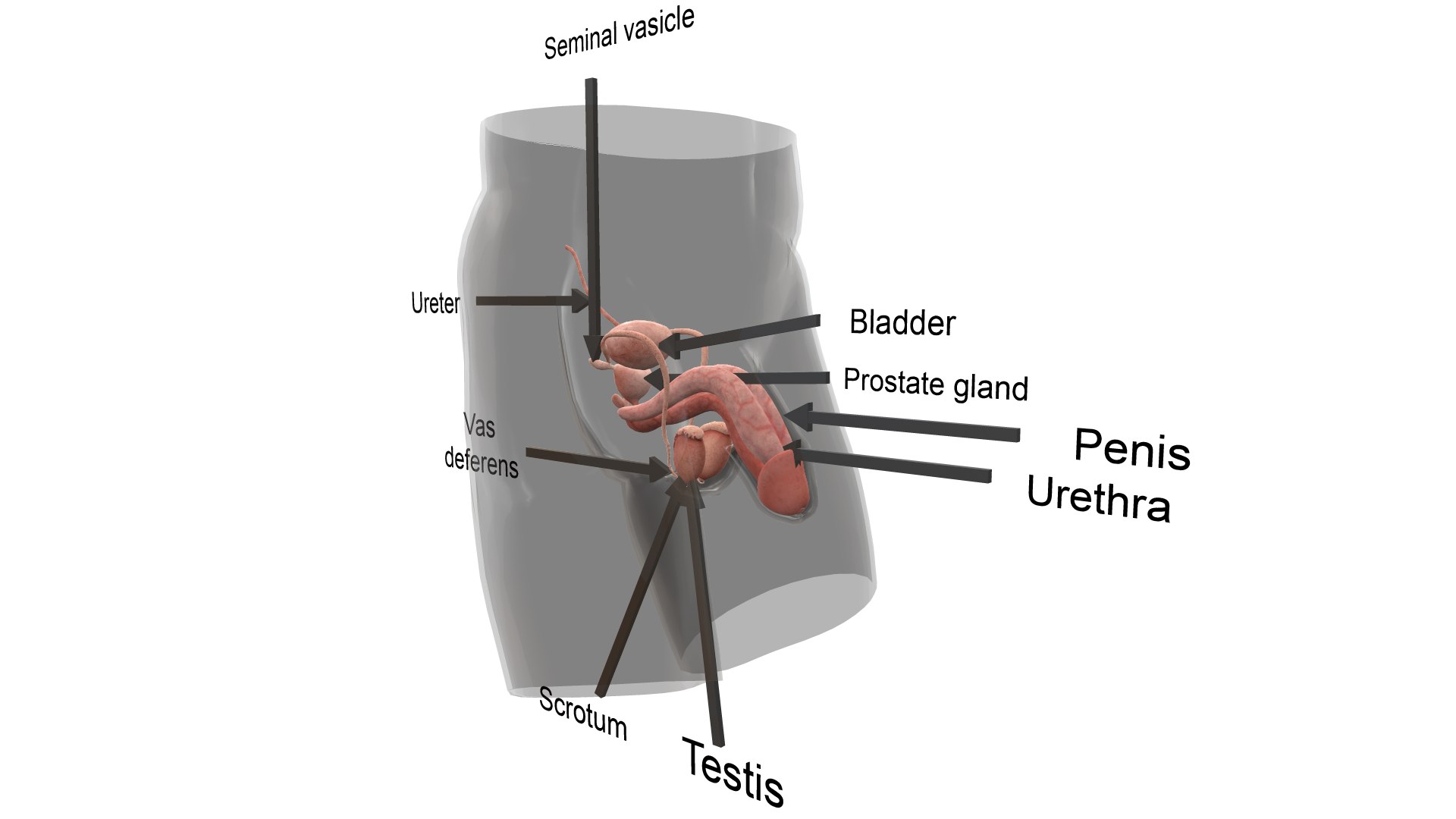 Male Body Parts Model - TurboSquid 2140398