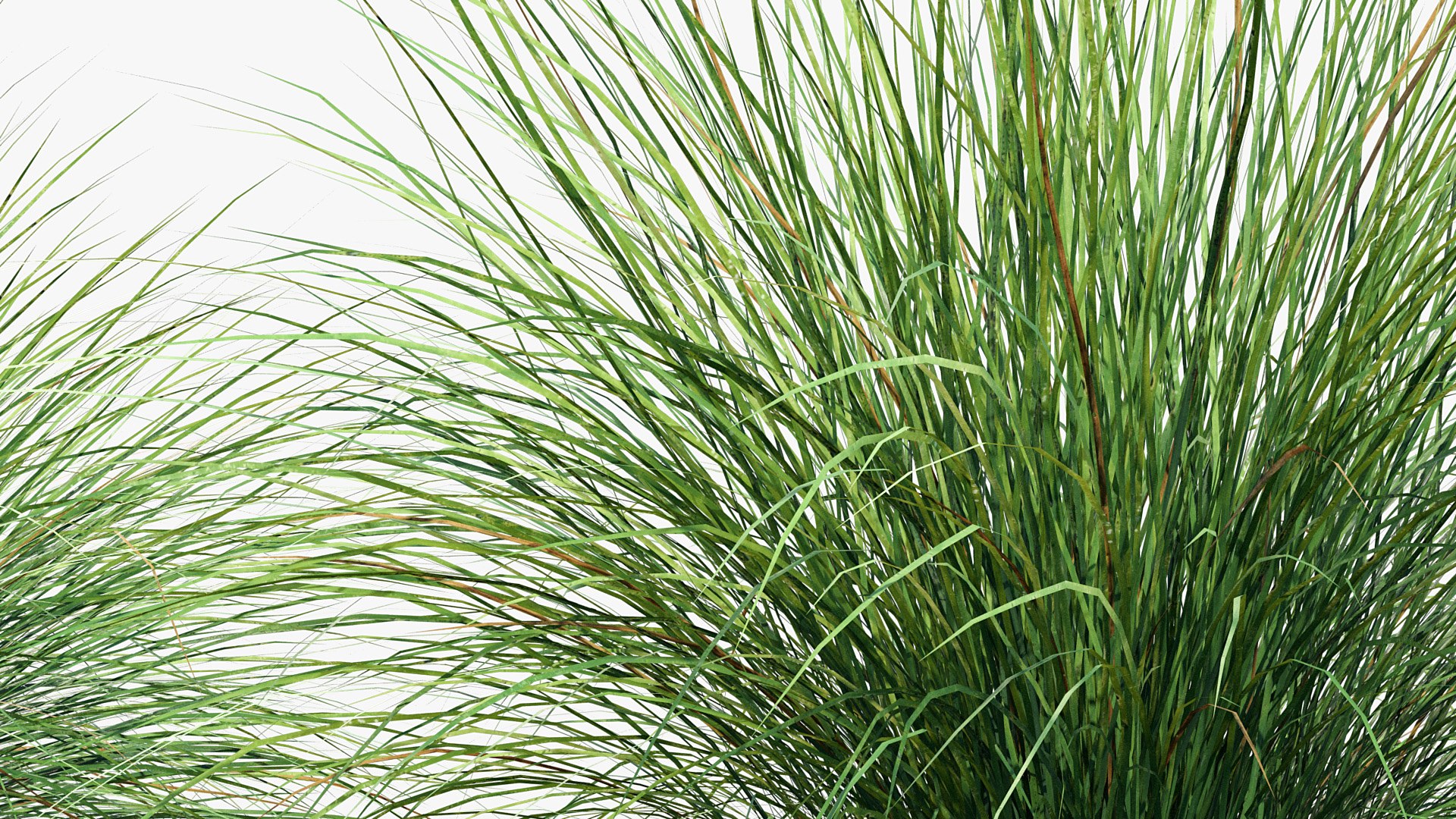 3D Festuca Mairei Atlas Fescue 01 - TurboSquid 2056681