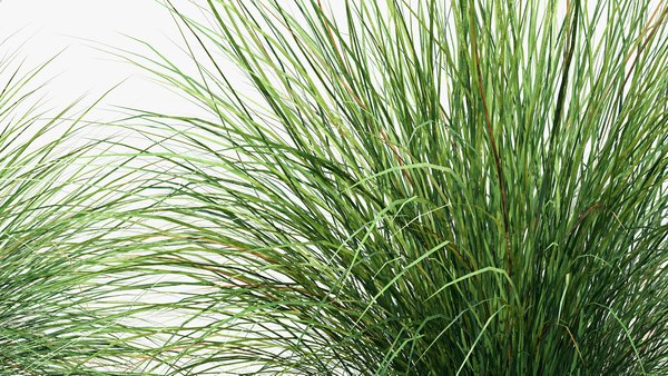 modelo 3d Festuca mairei Atlas fescue 01 - TurboSquid 2056681