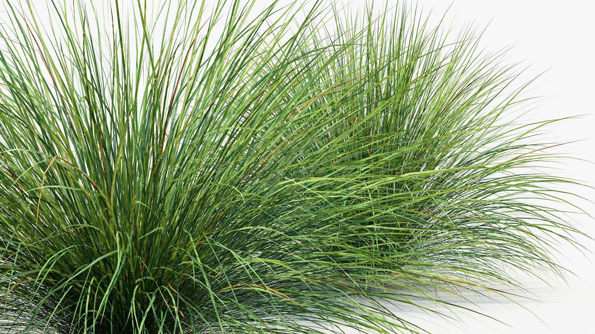 3D Festuca Mairei Atlas Fescue 01 - TurboSquid 2056681