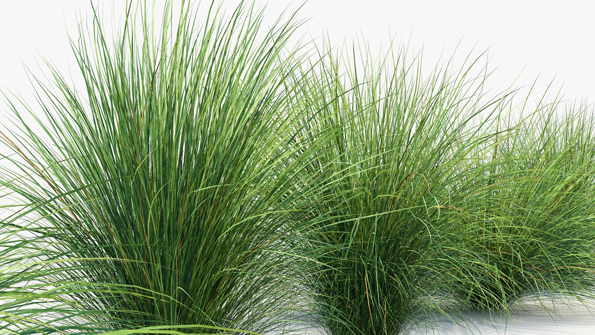3D Festuca Mairei Atlas Fescue 01 - TurboSquid 2056681