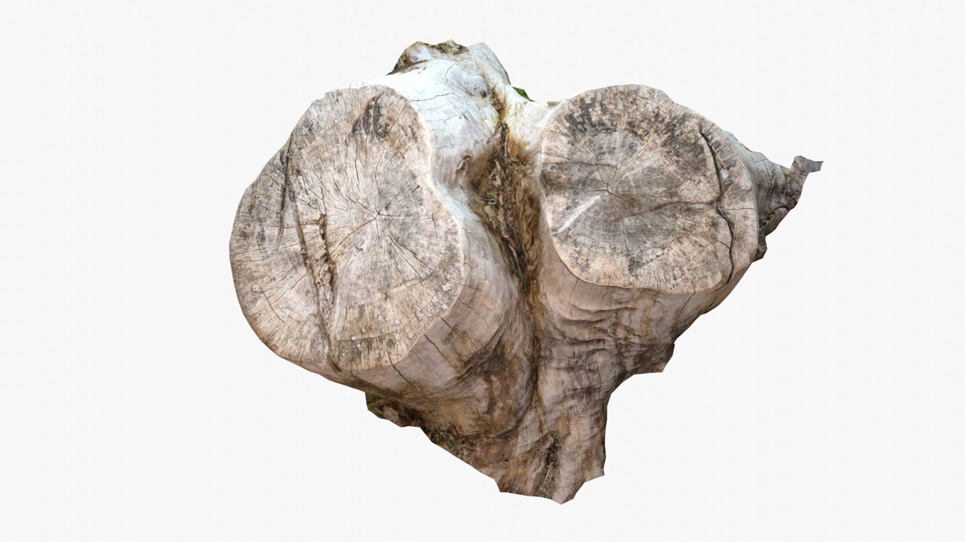 Double Tree Stump Model - TurboSquid 1769382