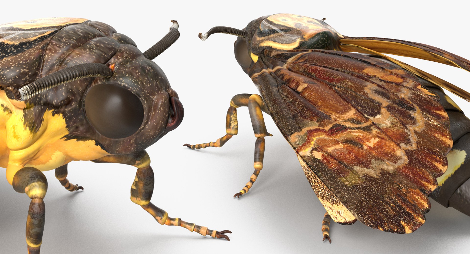 3d Model Acherontia Atropos
