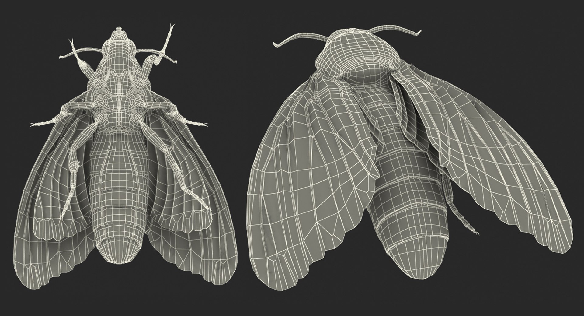 3d model acherontia atropos