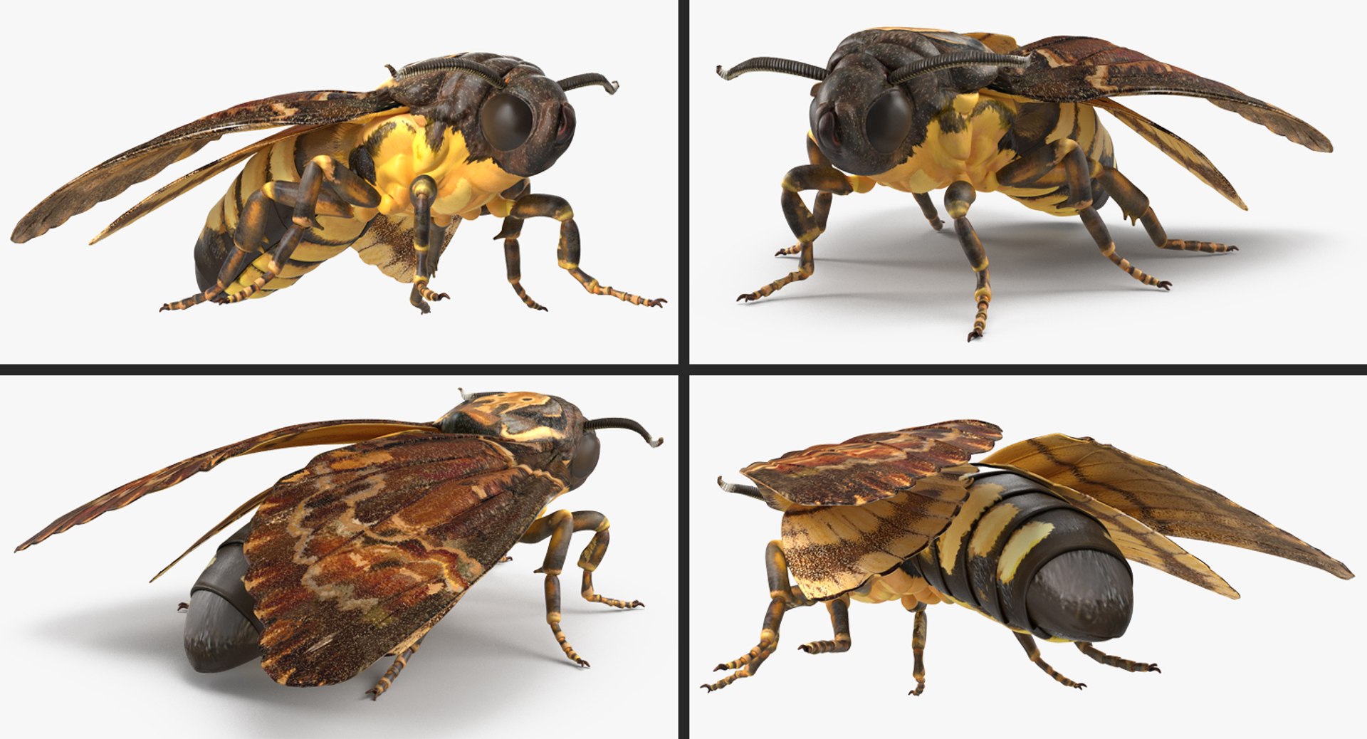 3d Model Acherontia Atropos