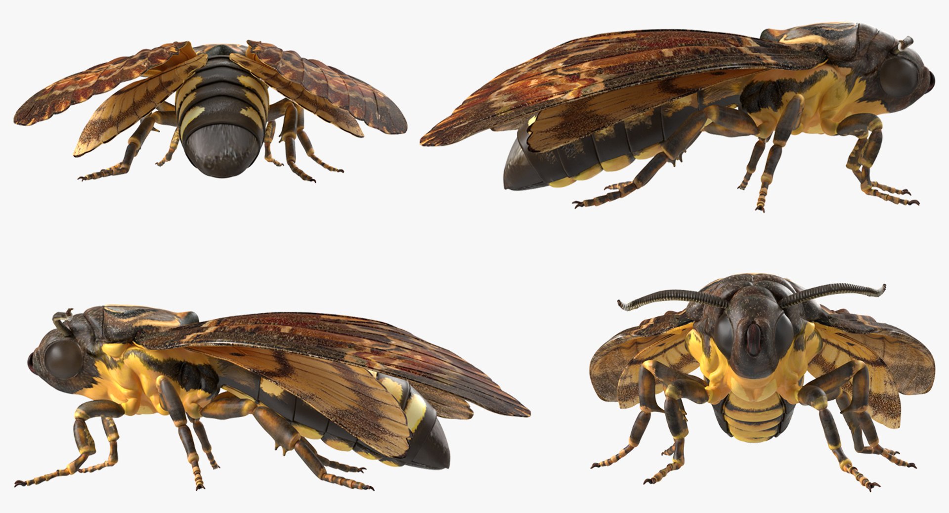 3d Model Acherontia Atropos