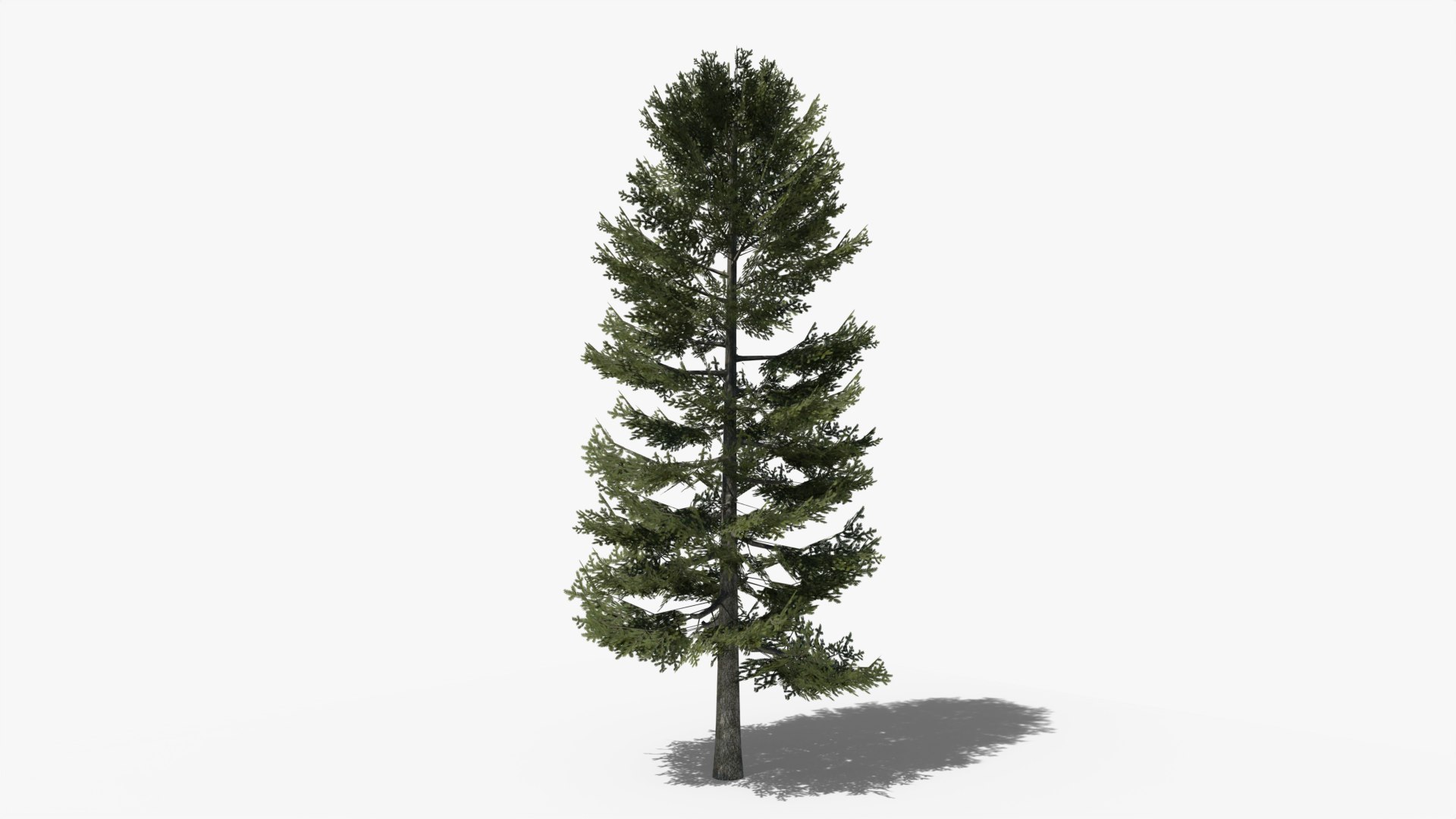 3D Lowpoly Pine V2 - TurboSquid 2099387
