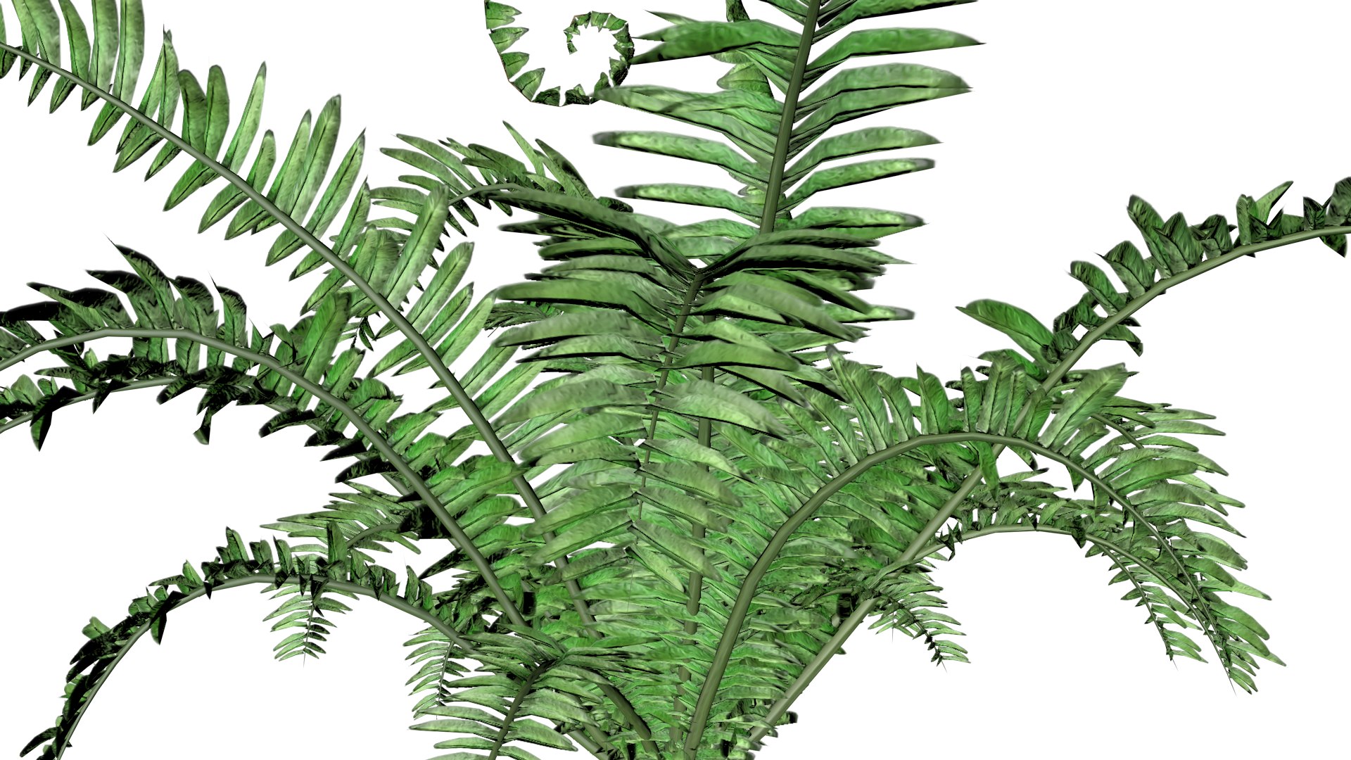 3D Boston Fern Plant - 01 - Model - TurboSquid 2372556