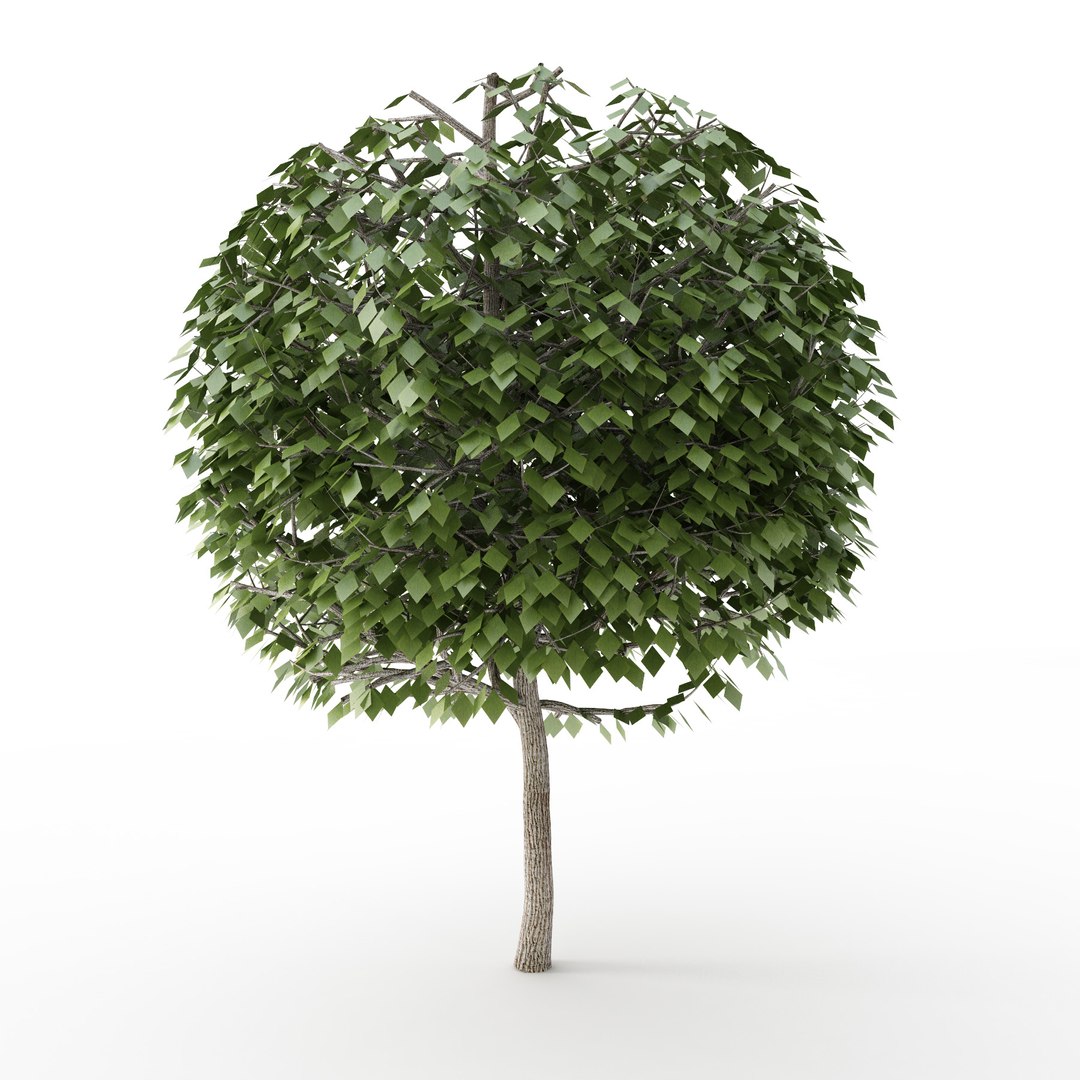 3d Model Street Tree Trimmed