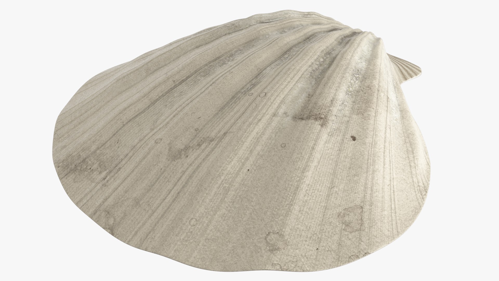 Seashell Real Model - TurboSquid 1620144