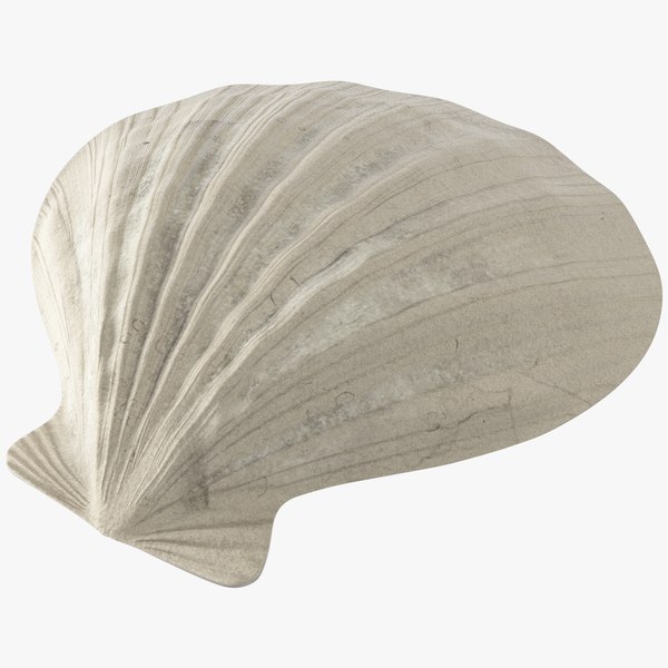3D seashell sea shell - TurboSquid 1626270
