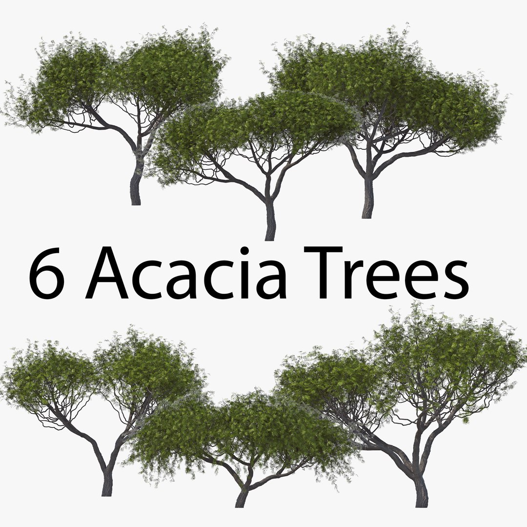 3D Acacia Pack Tree Bark - TurboSquid 1348392