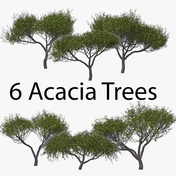 Acacia 3D Models for Download | TurboSquid