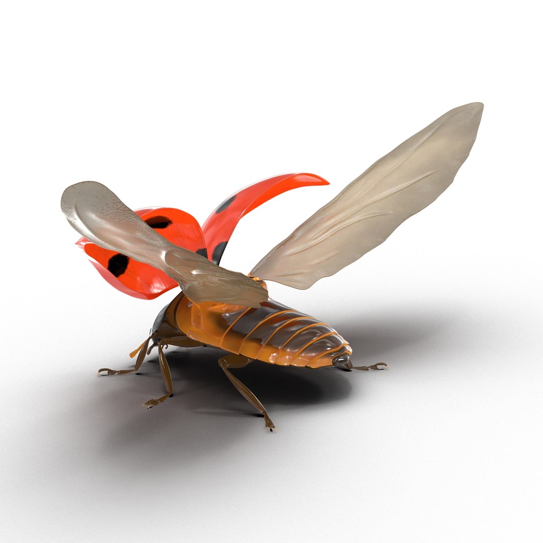flying ladybug 3d model
