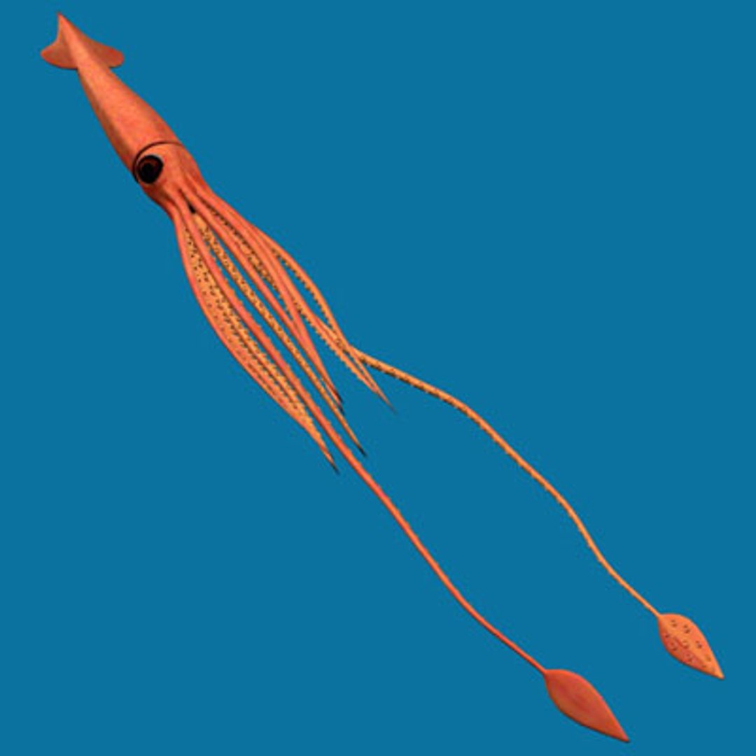 Aquatic Squid Pzsquid Pz3