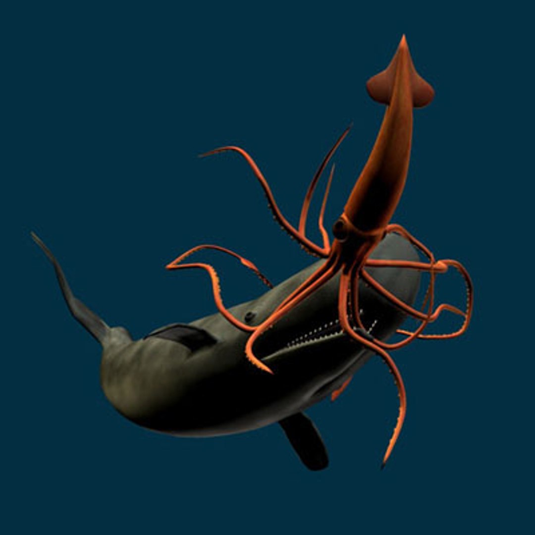 Aquatic Squid Pzsquid Pz3