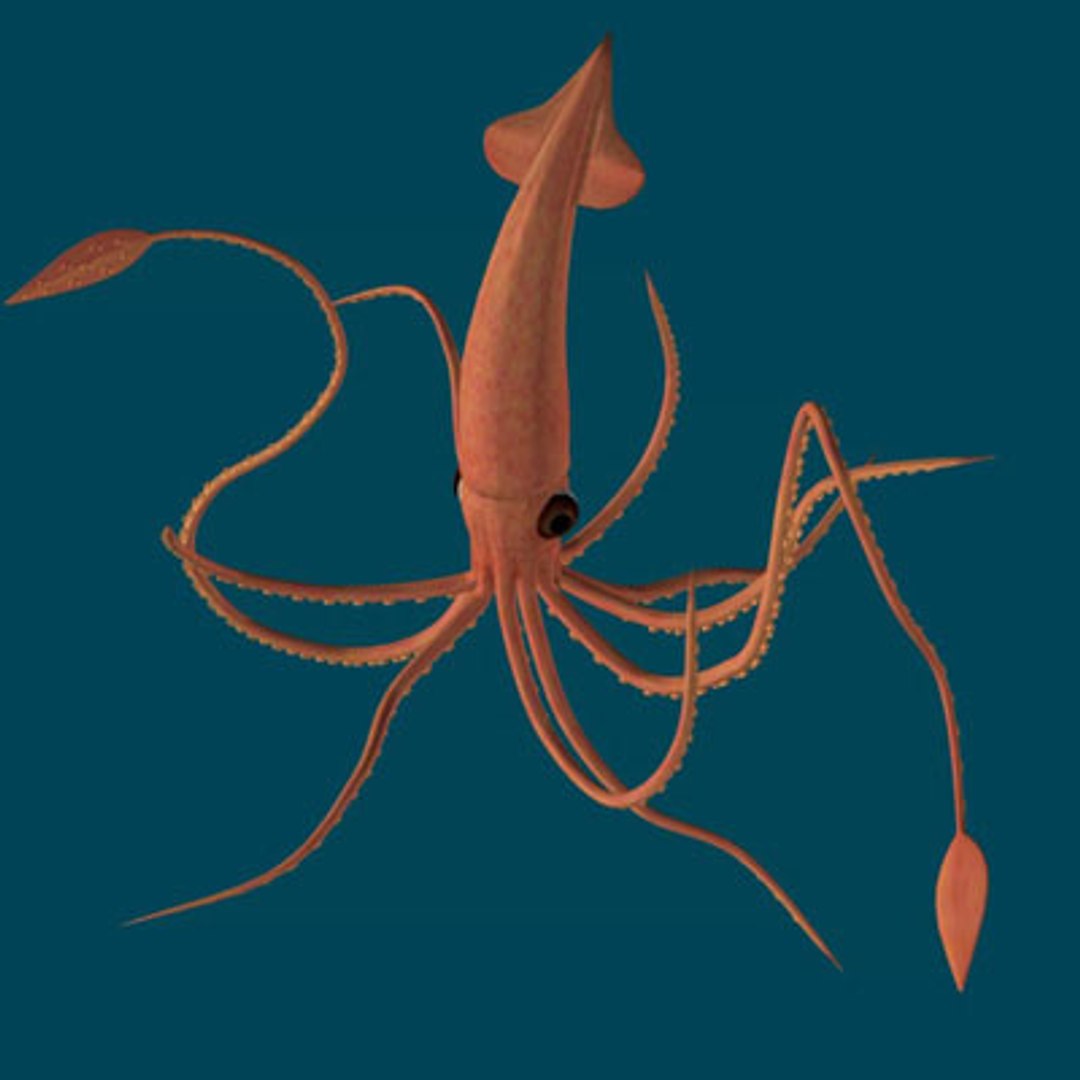 Aquatic Squid Pzsquid Pz3