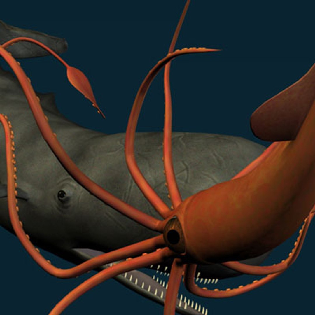 Aquatic Squid Pzsquid Pz3