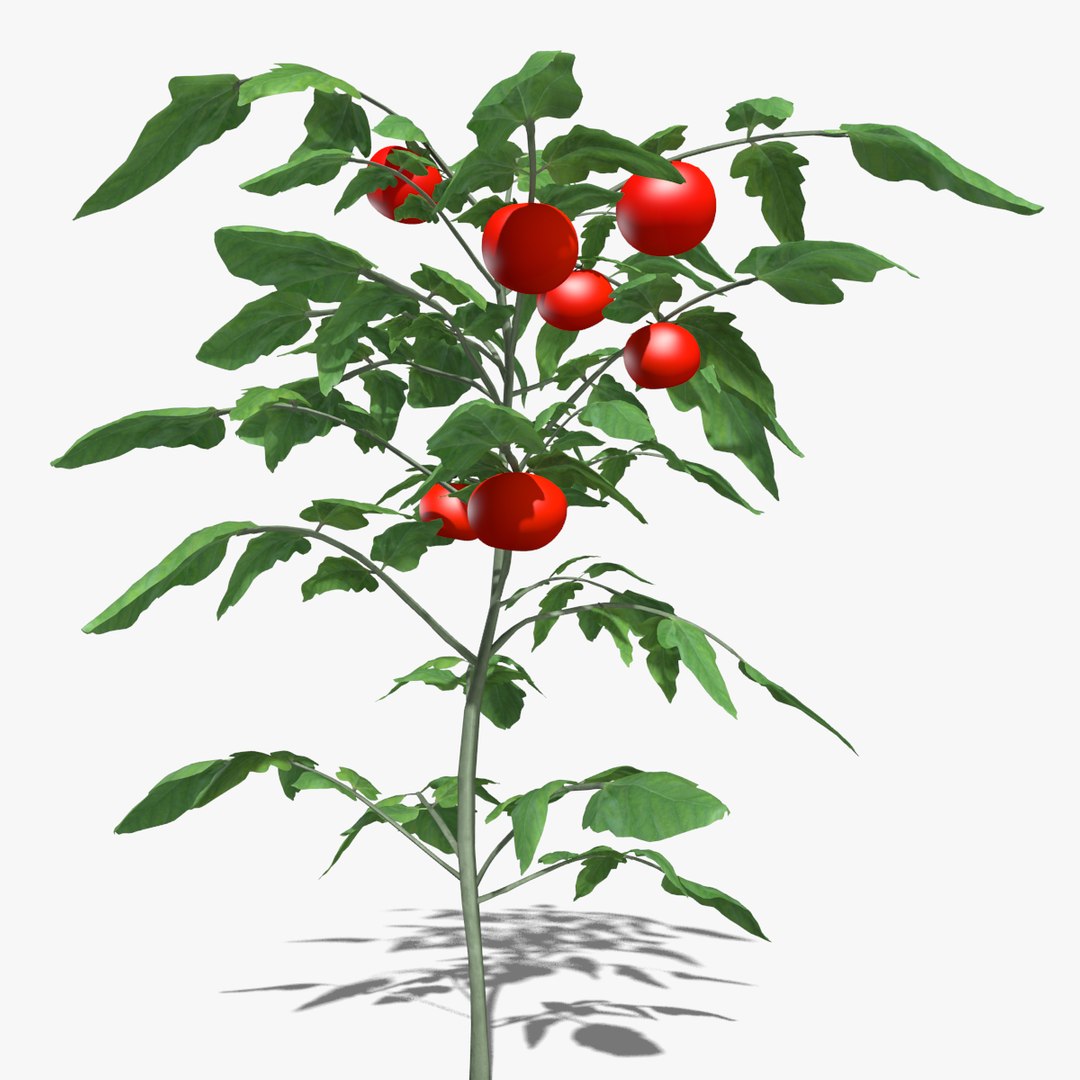3d Tomato Plant Model