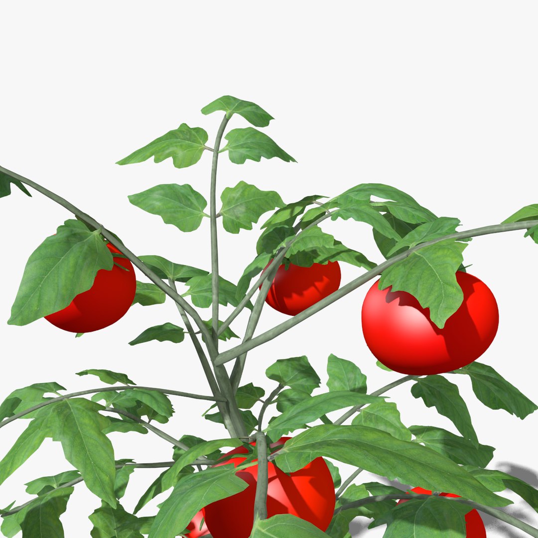 3d Tomato Plant Model