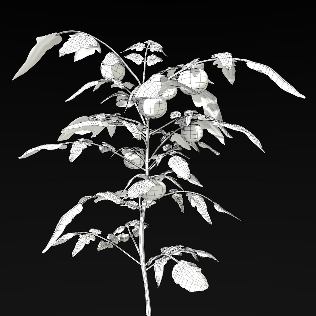 3d Tomato Plant Model