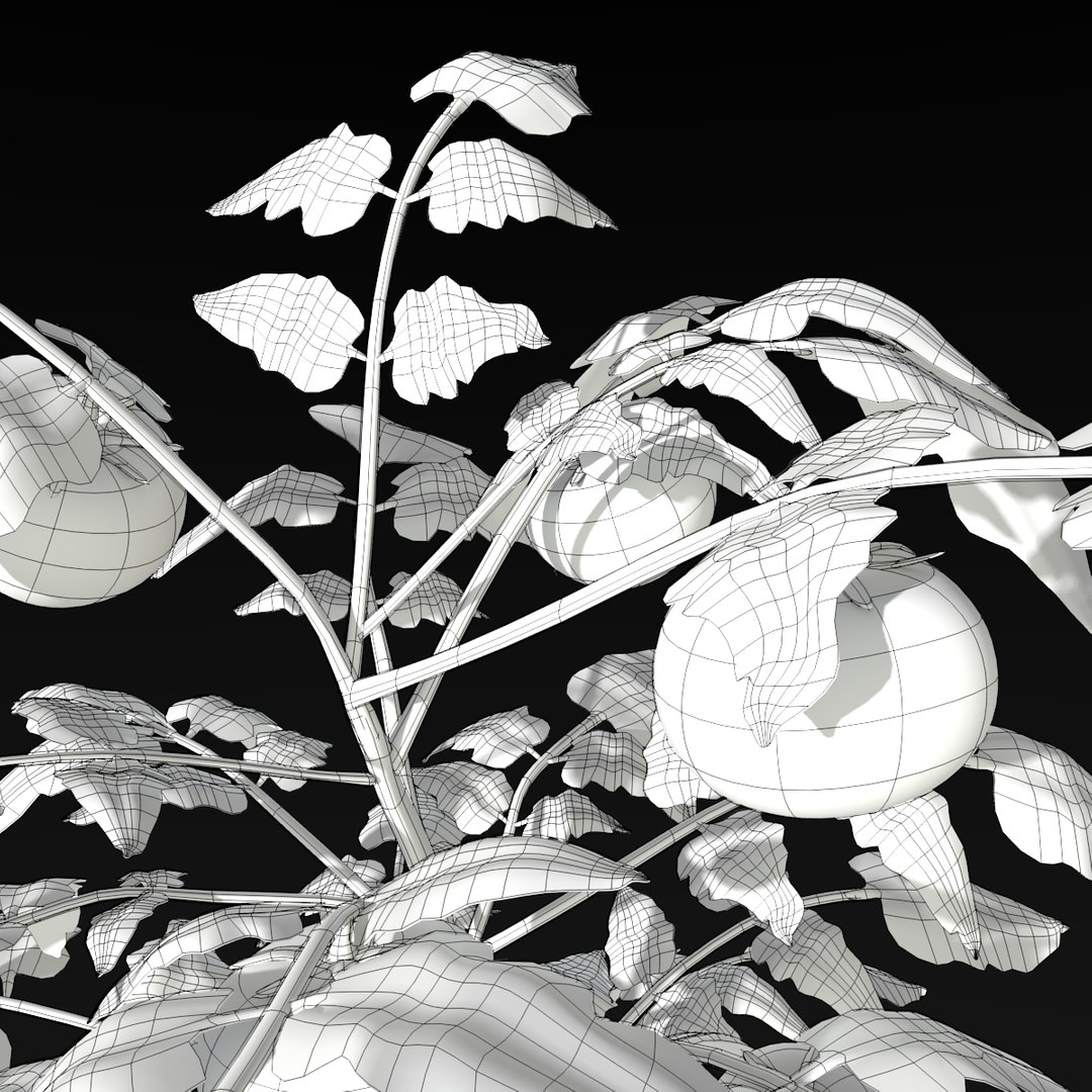 3d Tomato Plant Model