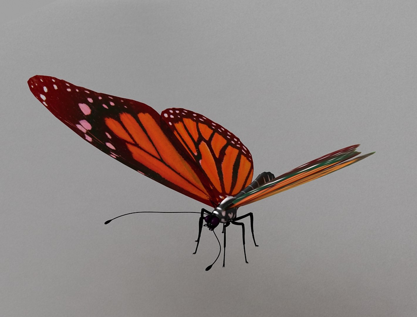3d butterfly fly model