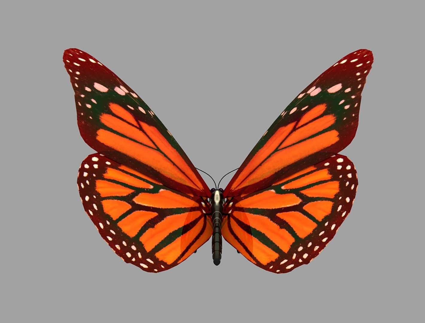 3d butterfly fly model