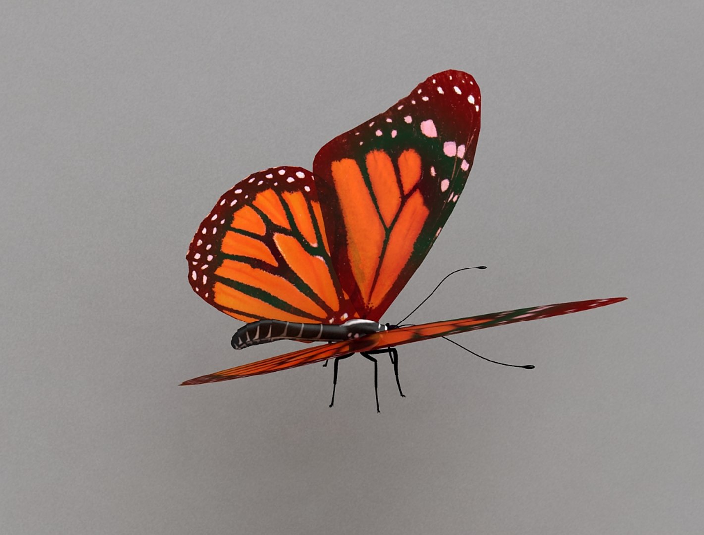 3d butterfly fly model