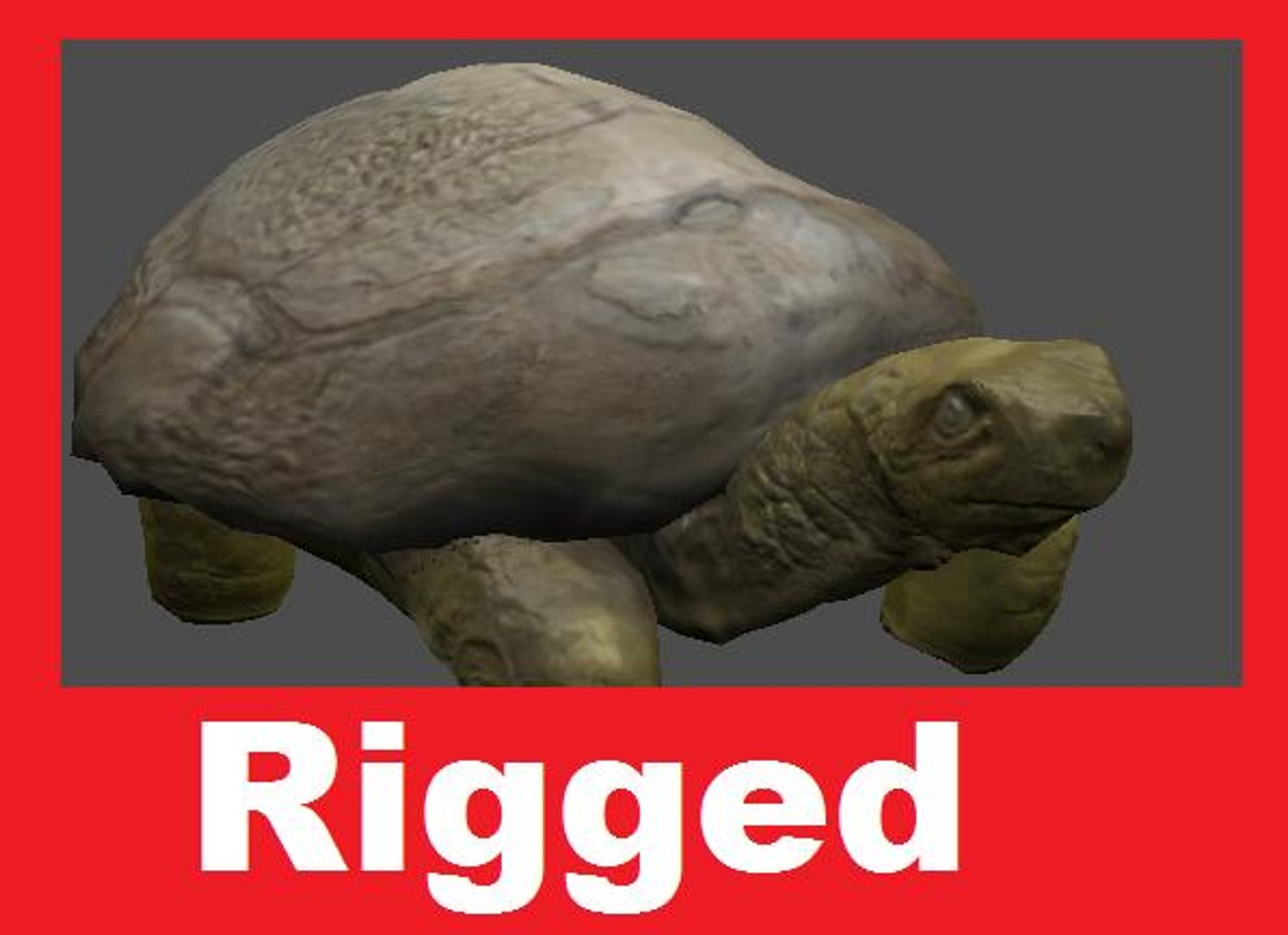 Turtle Rigged 3d Model
