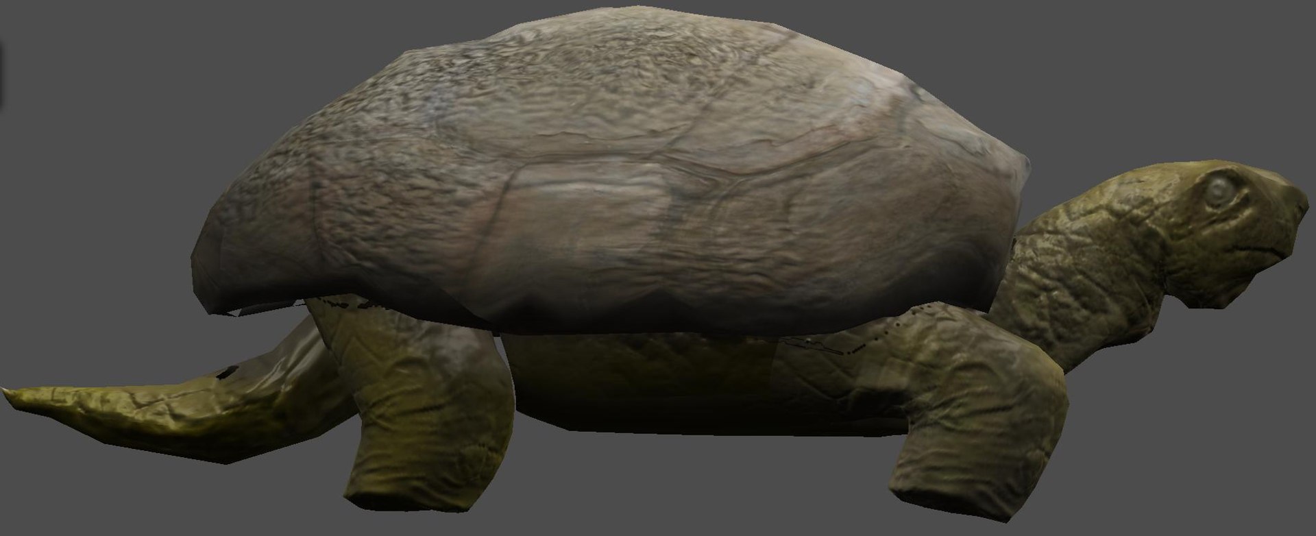 Turtle Rigged 3d Model