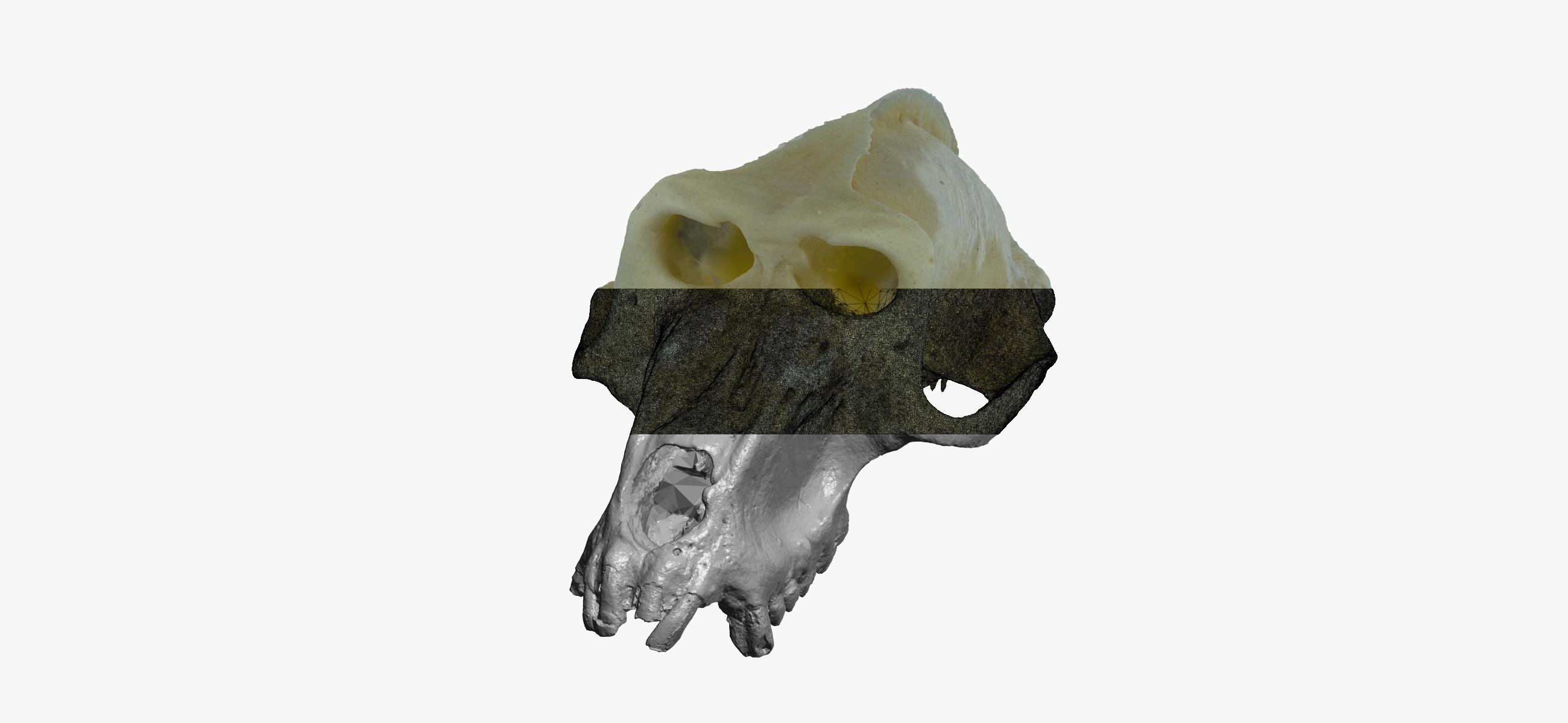 Pavian Monkey Male Skull 01 RAW 스캔 3D 모델 - TurboSquid 1715474
