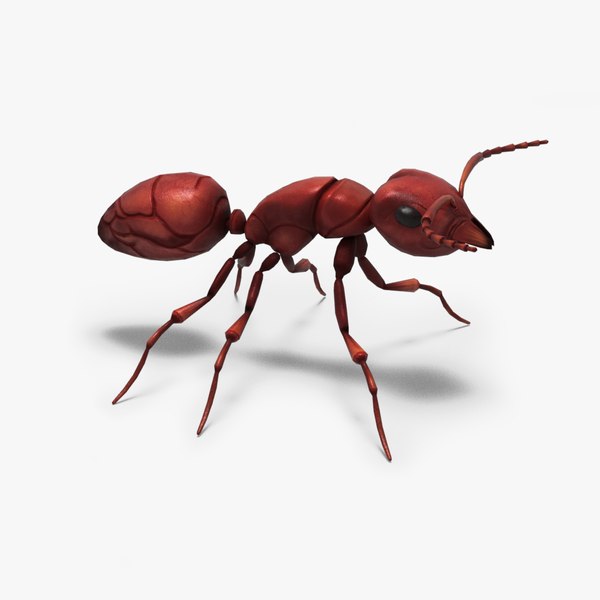 Ant 3D model - TurboSquid 1990678