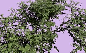 Free 3D Acacia Models - Available For Download On TurboSquid