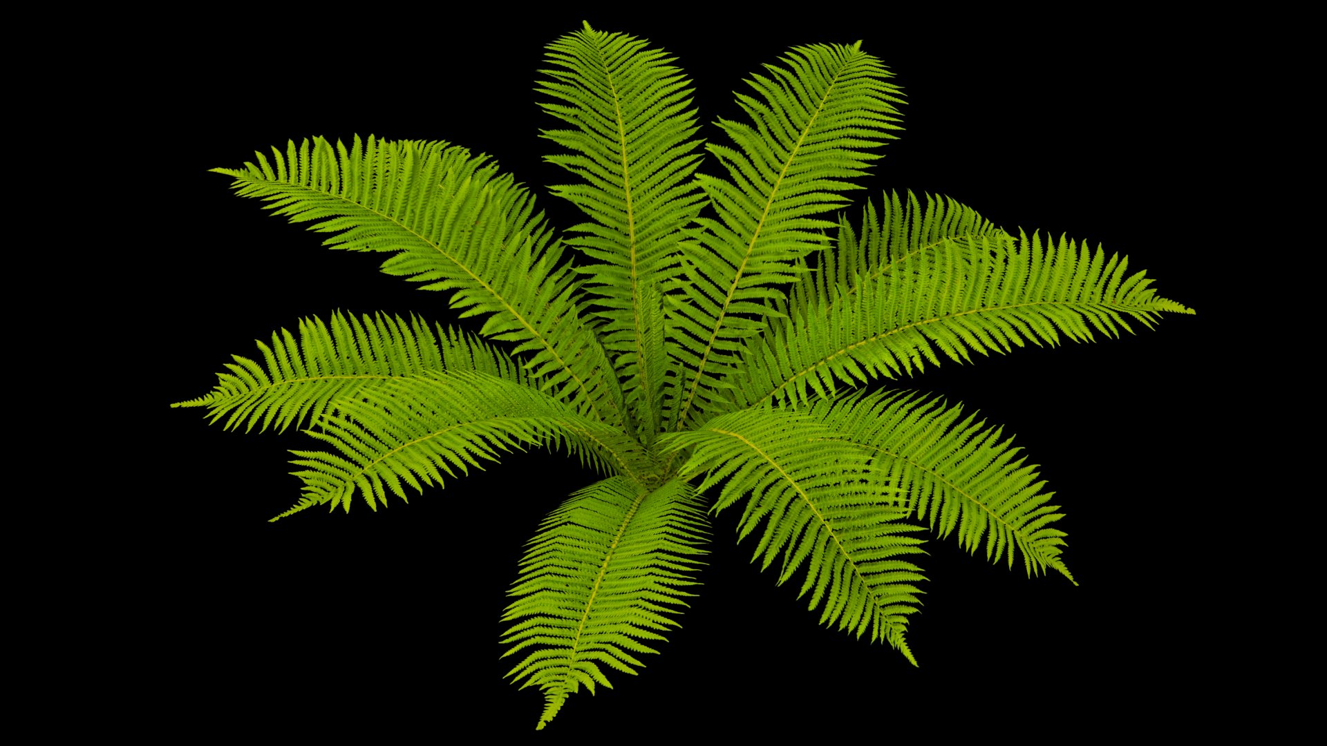 Fern plants nature model - TurboSquid 1627253