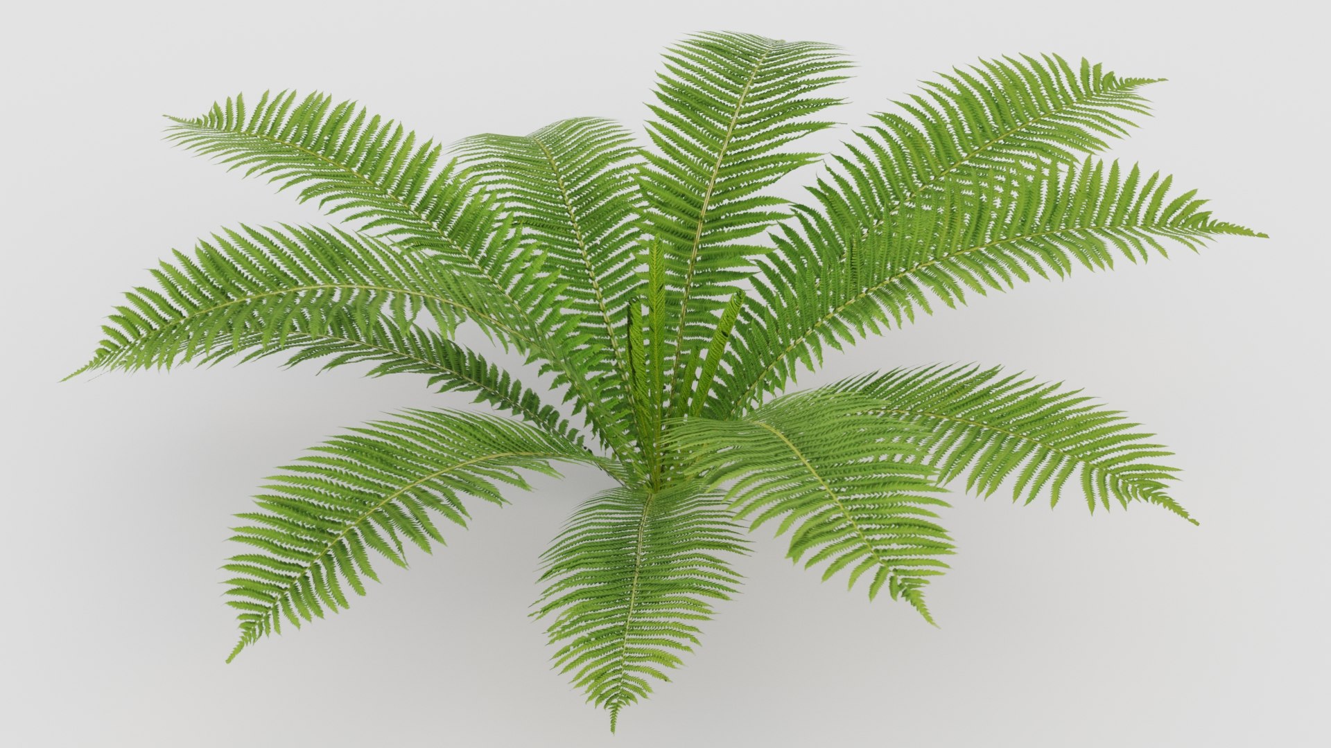 Fern plants nature model - TurboSquid 1627253
