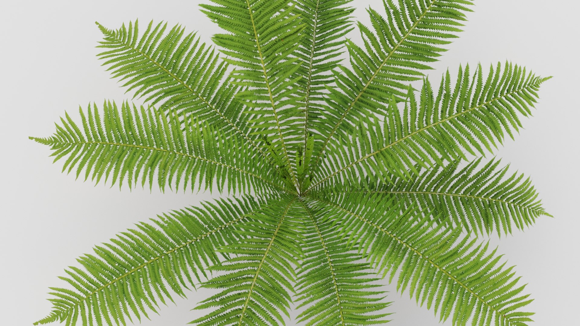 Fern plants nature model - TurboSquid 1627253