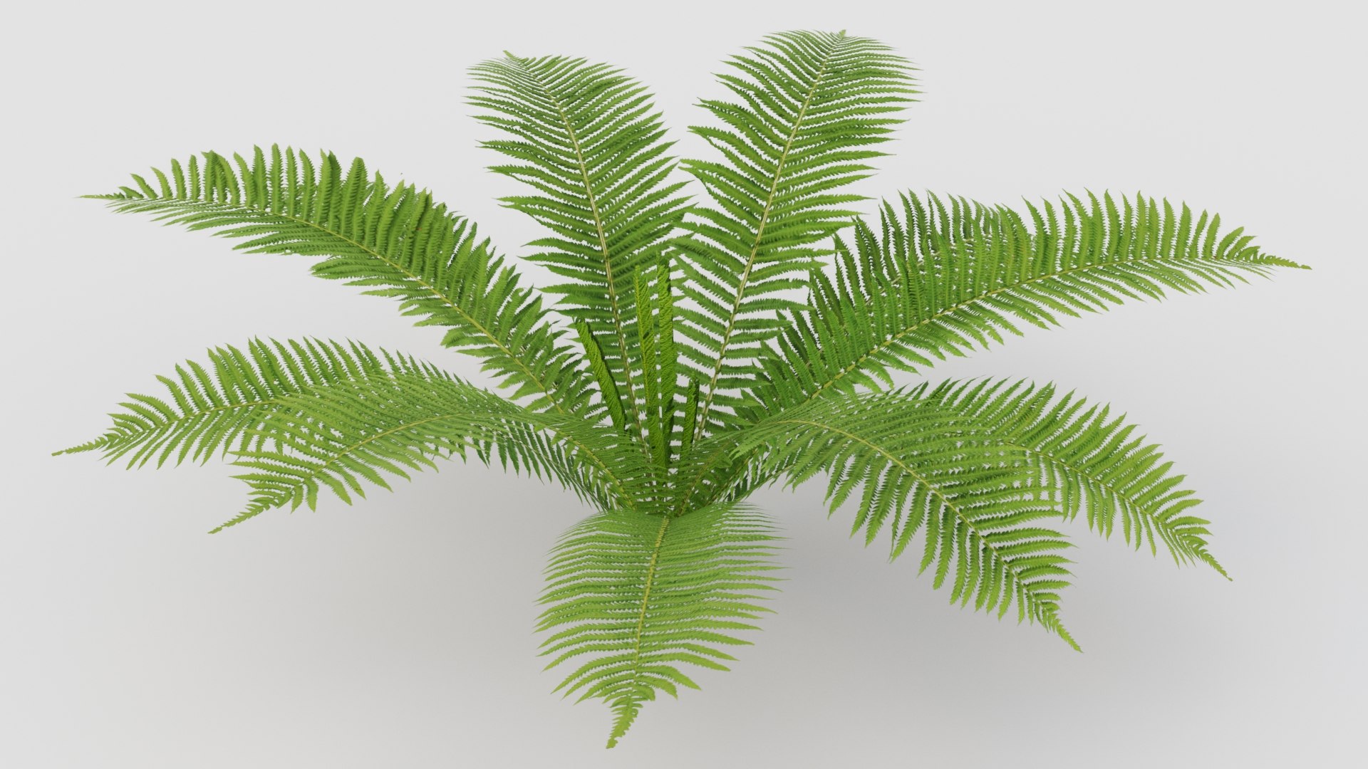 Fern plants nature model - TurboSquid 1627253